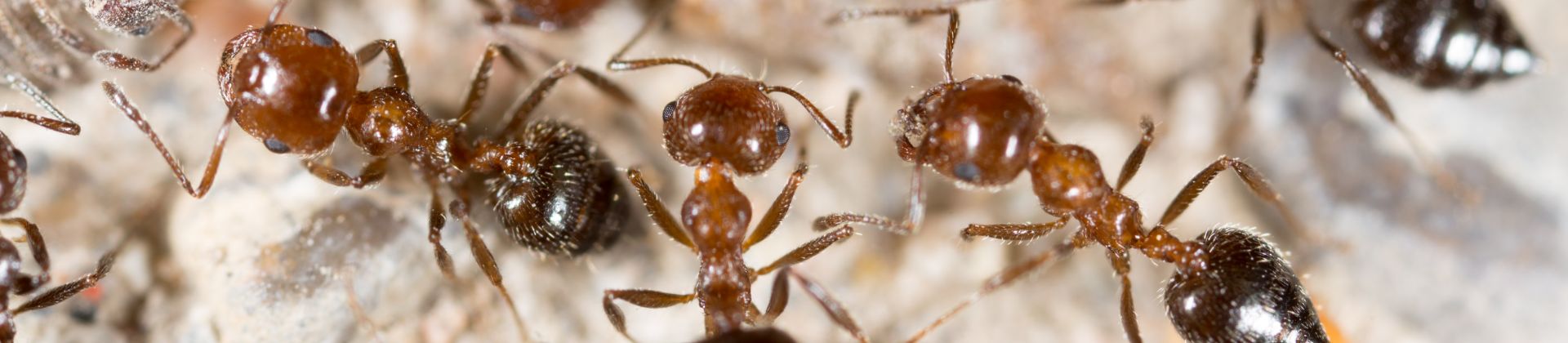 Eco Ant Control - Rhino Pest Control Marketing